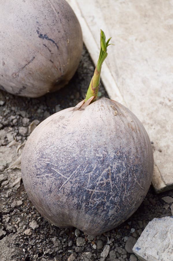 Coconut sprout stock image. Image of nature, leaves, coconut - 78411027
