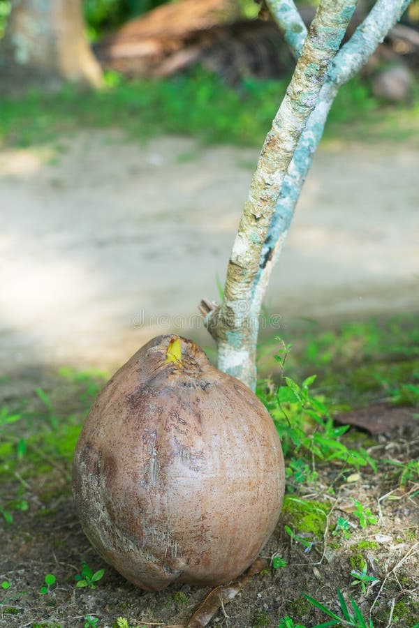 Coconut Sprout Growing Under Coconut Tree. Stock Image - Image of plant ...