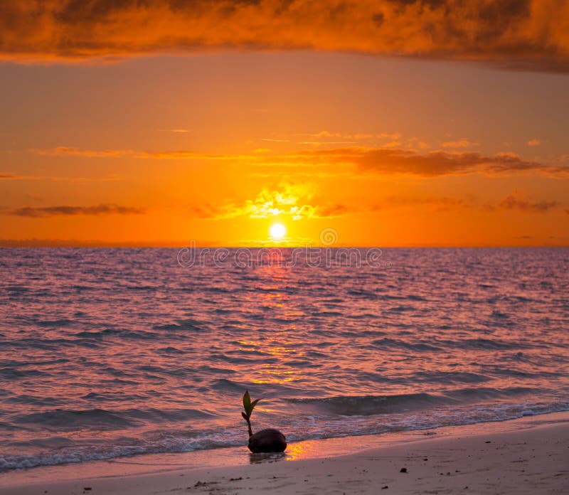 Coconut stock image. Image of coconut, summer, holy - 163153129