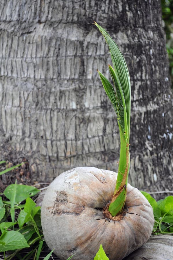 Coconut Sprouting stock image. Image of rainforest, color - 32330037