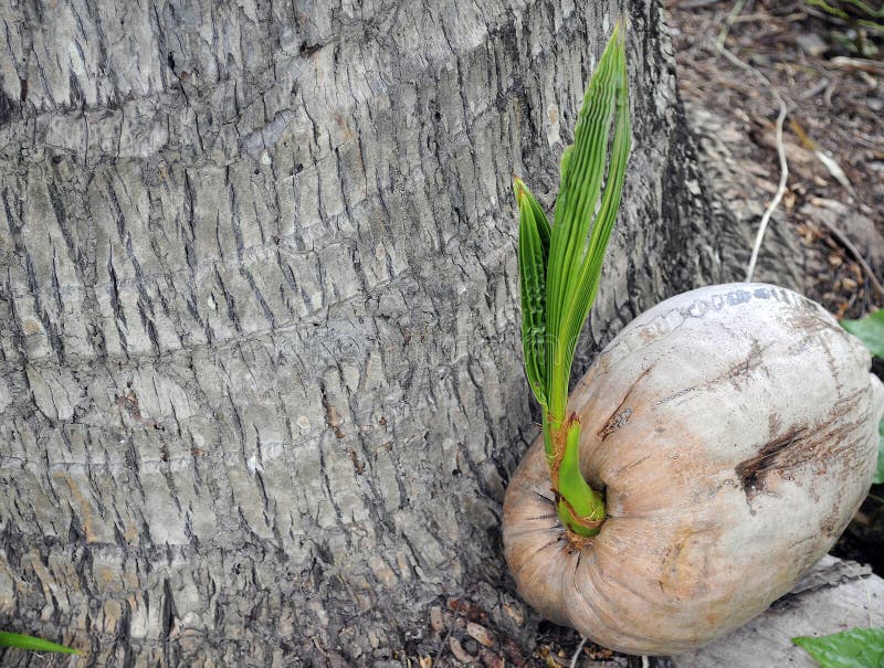 Coconut is germinate stock image. Image of fruit, sprouting - 32830081