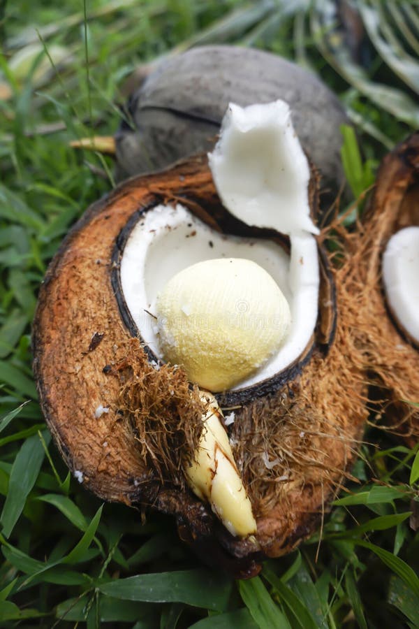 Coconut Sprouts Inside a Coconut that Has Been Split in Half. Selected ...