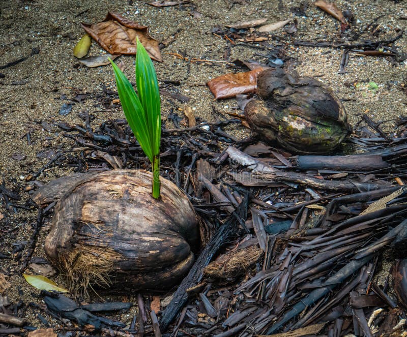 A Coconut Sprouts a New Palm Tree Stock Image - Image of beach, branch ... A Coconut Sprouts a New Palm Tree Stock Image - Image of beach, branch ...