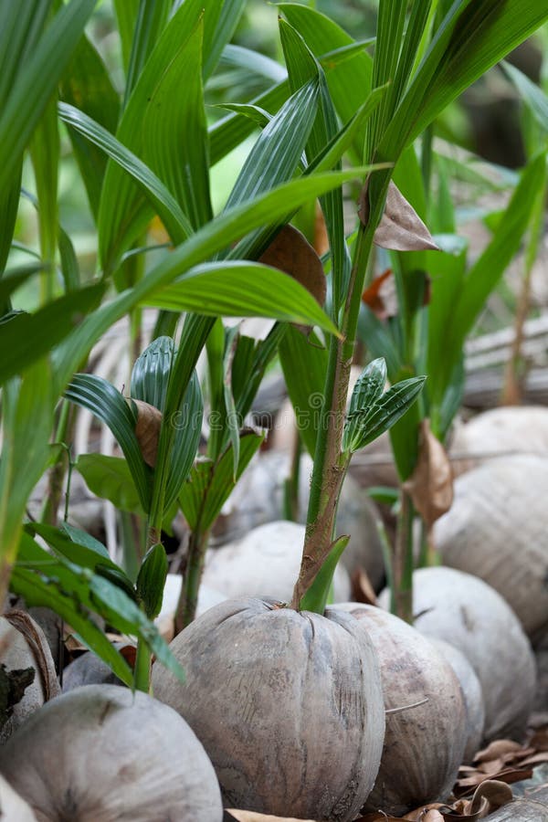 Coconut Sprouts stock image. Image of fruit, plant, coconut - 58304929