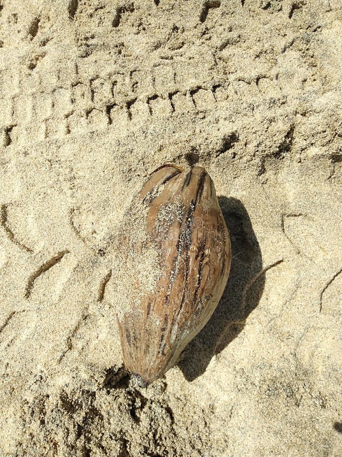 Coconut Stranded in the Middle of White Sand on the Beach Stock Photo ...