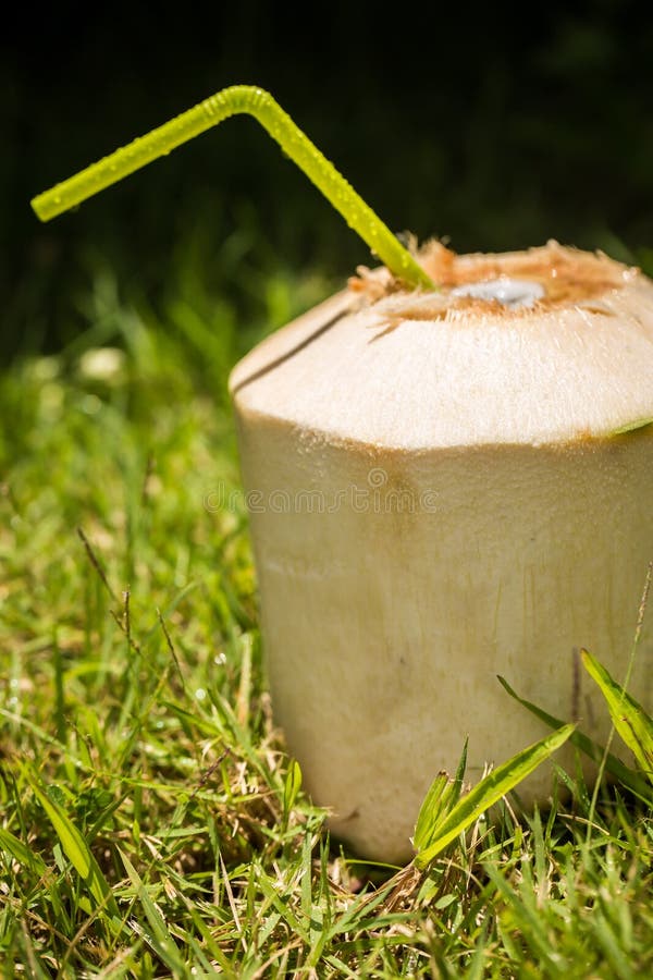 Coconut with Straw on the Grass Stock Image - Image of jungle ...