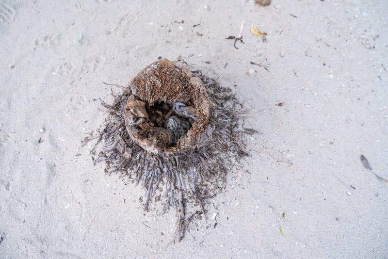 Coconut Stump on the Beach, Decaying, and Stock Photo - Image of park ...