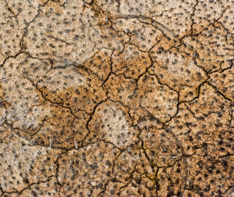 Coconut stump stock photo. Image of outdoor, tree, timber - 75859008