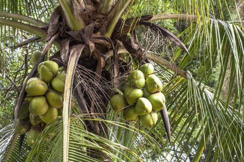 Coconut stock photo. Image of leaf, field, america, edible - 56788864