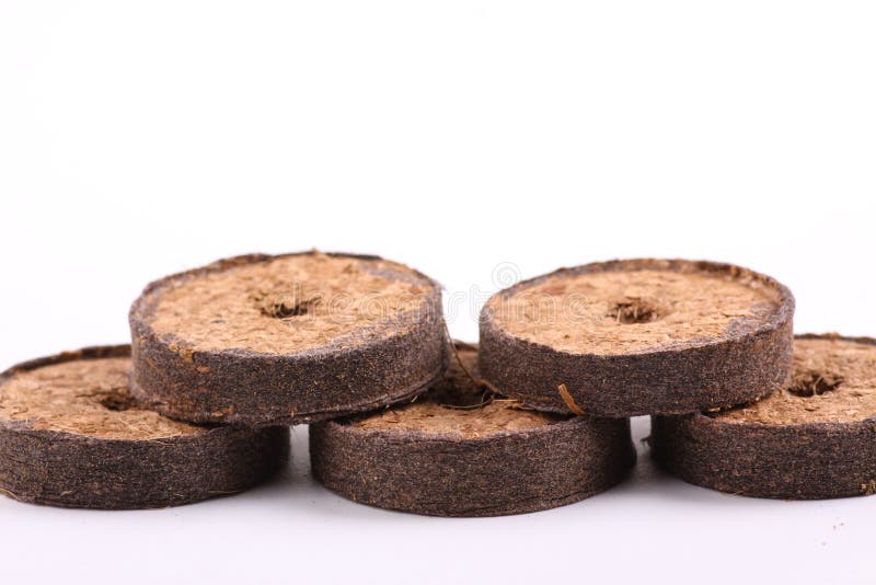 Coconut Tablets for Growing Stock Photo - Image of briquettes, growth ...