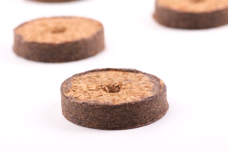 Coconut Tablets for Growing Stock Photo - Image of background, soil ...