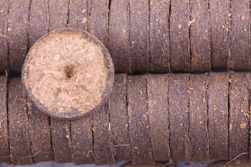 Coconut Tablets for Growing Stock Photo - Image of cultivated, peat ...