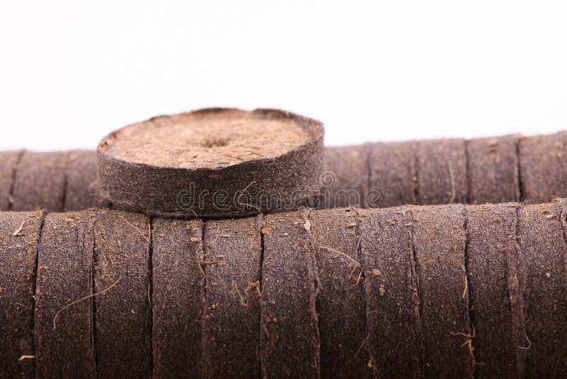 Coconut Tablets for Growing Stock Photo - Image of small, closeup: 40599696