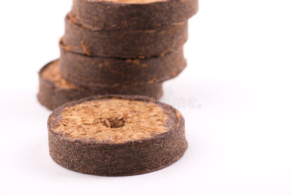 Coconut Tablets for Growing Stock Image - Image of peat, plant: 54461477