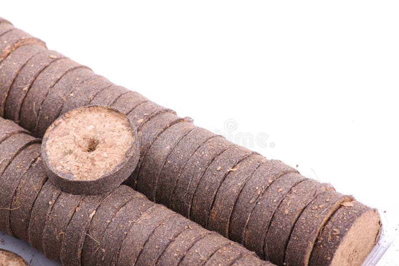 Coconut Tablets for Growing Stock Photo - Image of brown, botany: 54461496