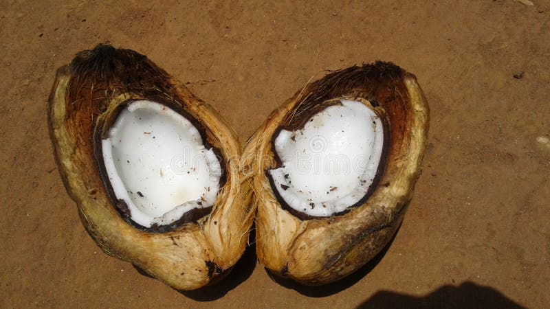 Coconut stock photo. Image of kerala, tender, shell, coconut - 92701660