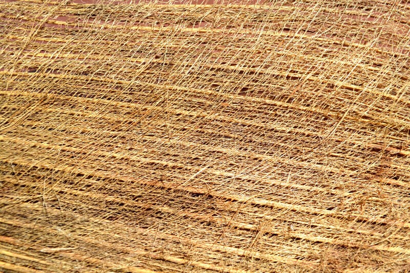 Coconut Texture Stock Image - Image: 25194671