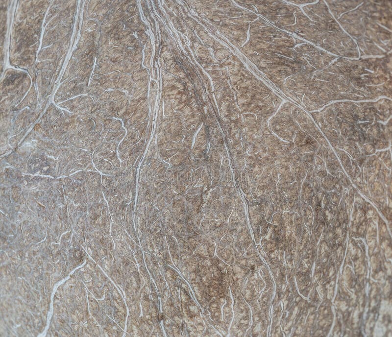 Coconut texture inside stock image. Image of health - 225337209