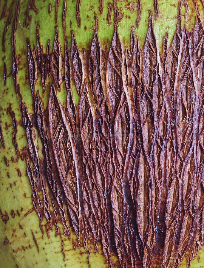 Coconut texture stock image. Image of grow, fresh, background - 74589049