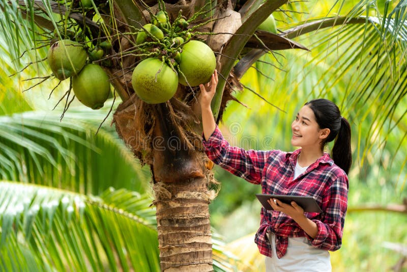 Coconut Thailand. Agriculturist Utilize the Core Data Network in the ...