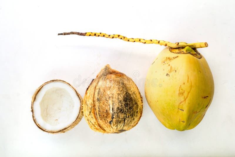 Coconut In Two Forms. One Whole Coconut Green In Backdrop And Two In ...