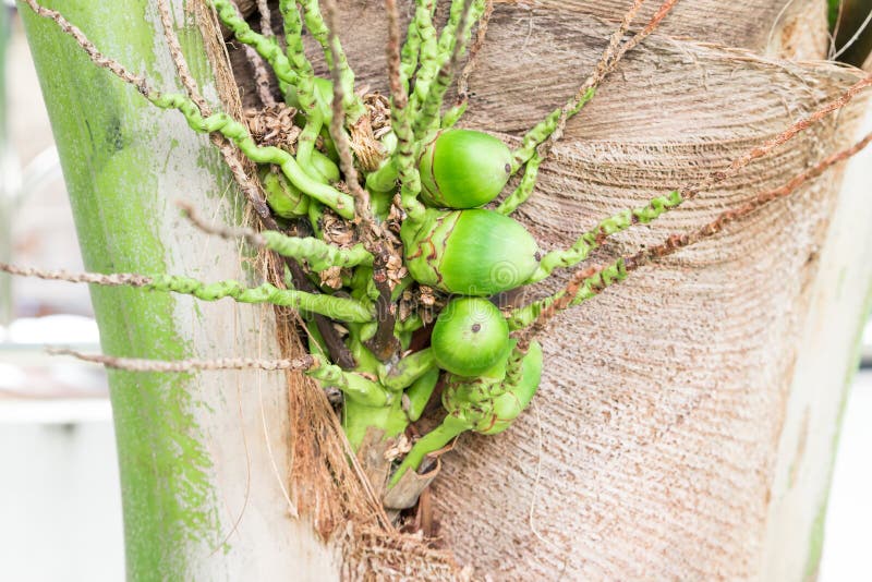 Coconut Three Small on Tree. Stock Image - Image of green, closeup ...
