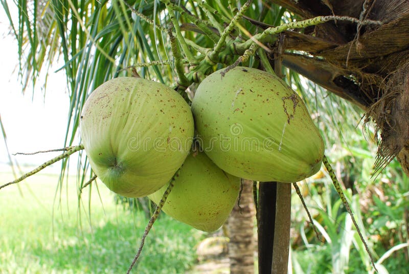 Coconut stock photo. Image of fruit, leaf, eating, plant - 36902512