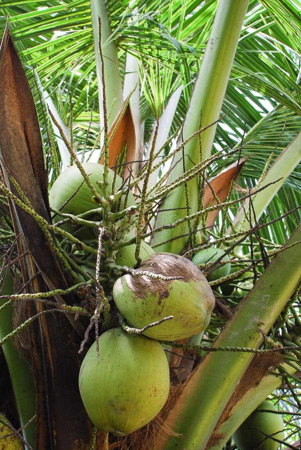 Coconut stock photo. Image of milk, coconuts, nature - 36902520