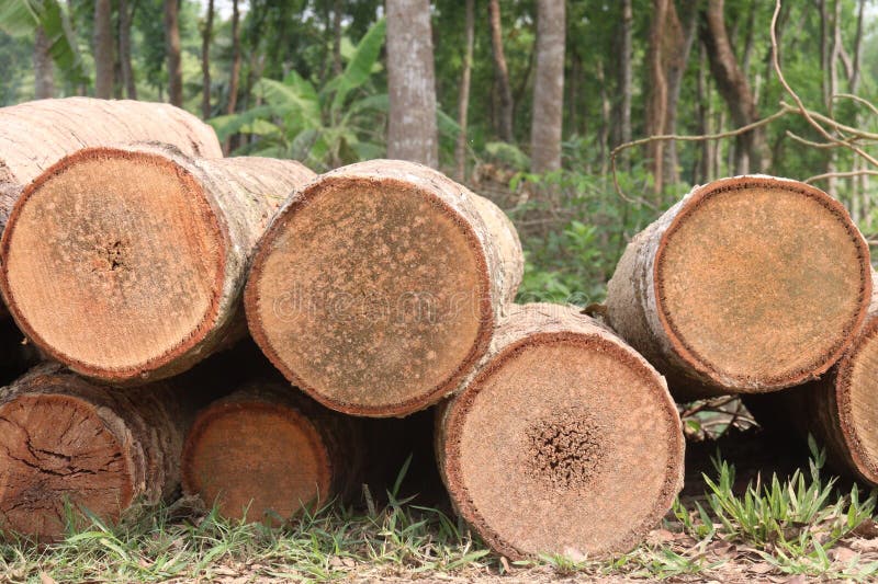 Coconut Timber Logs on Field Stock Photo - Image of forest, dried ...