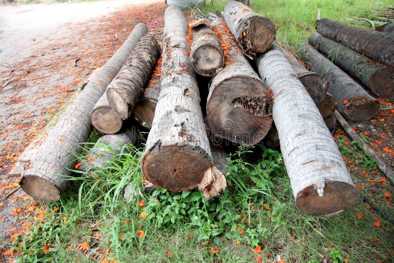 Coconut Timber Stack Together. Stock Image - Image of plant, rough ...