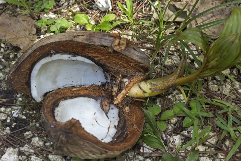 Tonga Food Concept. Fresh Fruits from Traditional Gardens Stock Photo ...