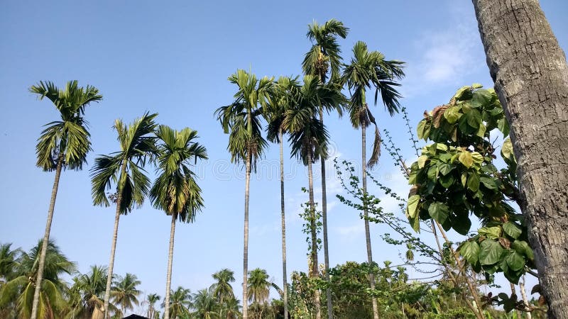 Natural Beauty Tree stock photo. Image of tree, vansh - 102741910