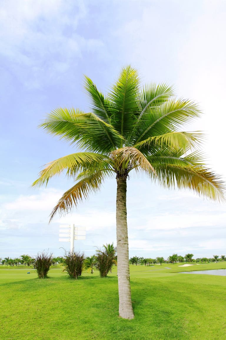 4,552 Coconut Milk Drink Tree Stock Photos - Free & Royalty-Free Stock ...