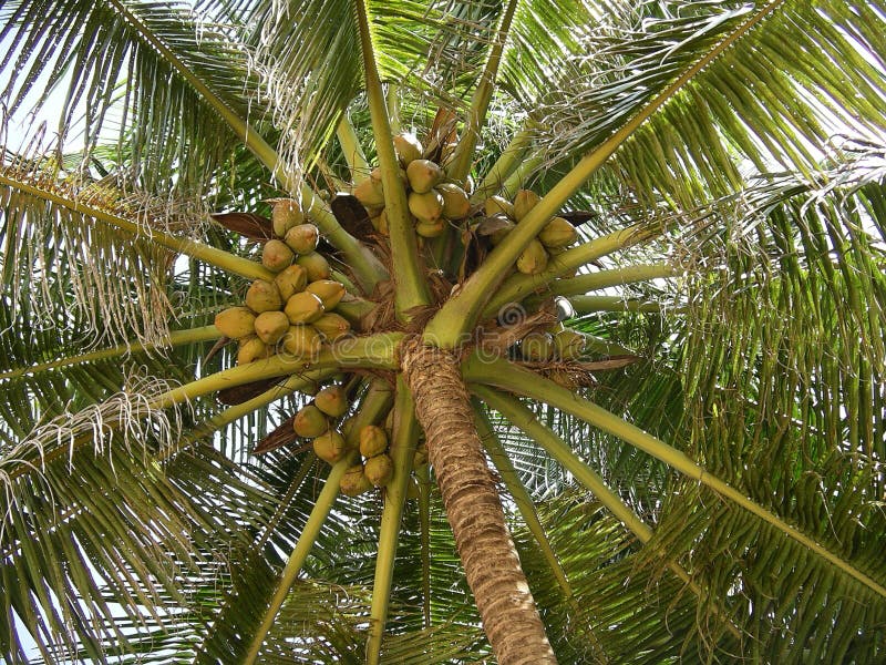 Coconut tree stock image. Image of vacation, tropical - 1693011