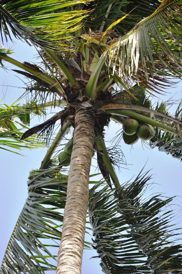 Coconut tree stock photo. Image of palm, cream, delicious - 19012626