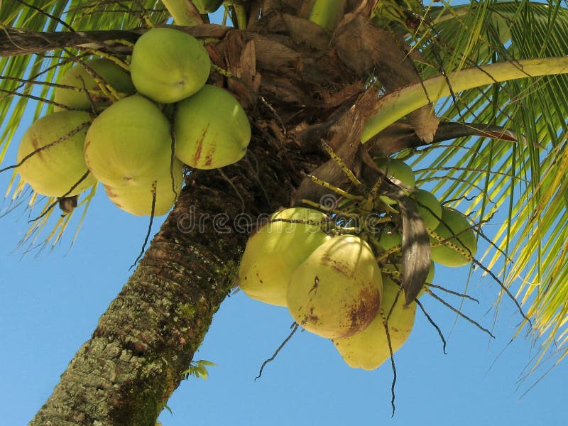 Nearly Ripe Coconuts stock image. Image of bark, caribbean - 732053