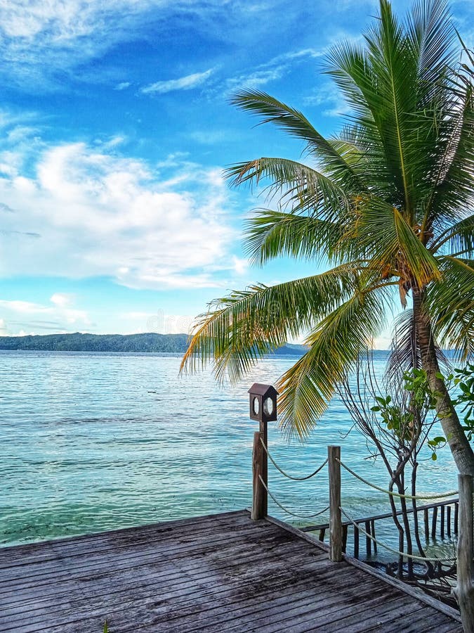 The Coconut tree stock photo. Image of tree, lagoon - 200199266
