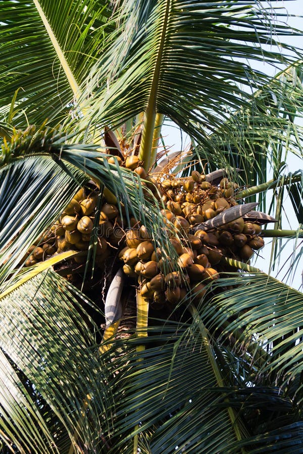 Coconut tree stock image. Image of flora, outdoor, palm - 20406973
