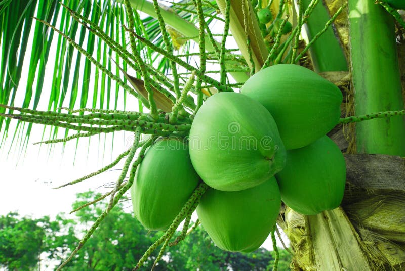 Coconut Tree stock photo. Image of nuts, botany, coconut - 20656846