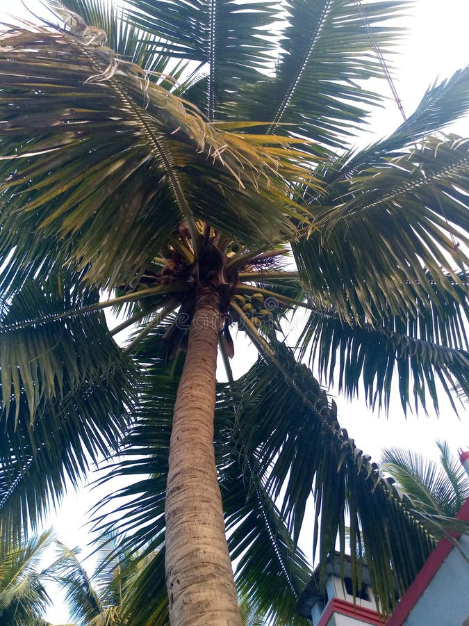 Coconut tree ðŸŒ³ðŸŒ³ðŸŒ³ stock image. Image of tree - 209946957