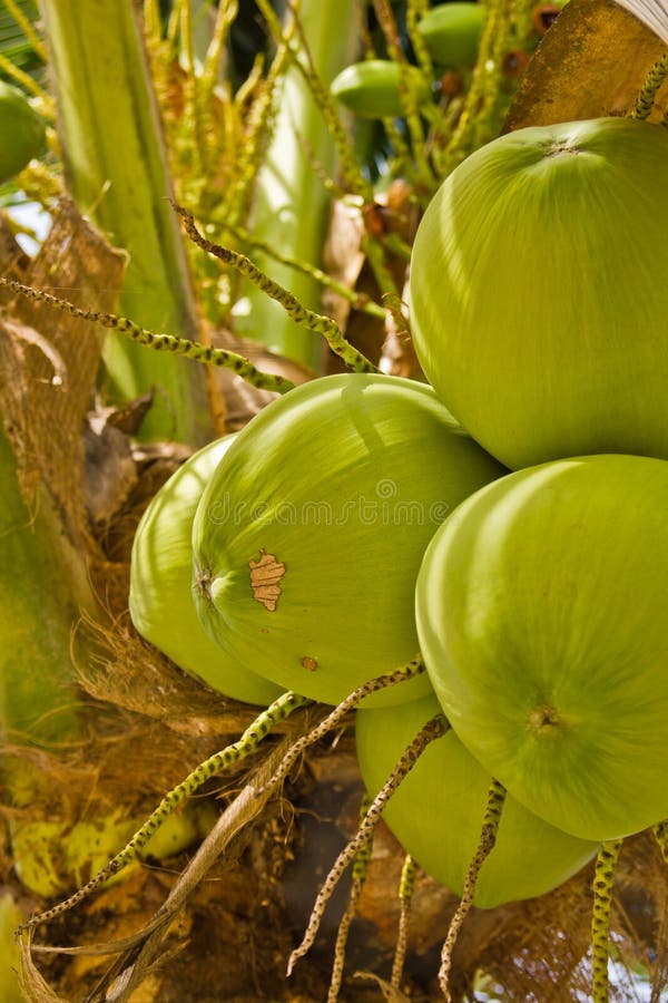 Coconut on tree stock photo. Image of leaf, plam, group - 21193594