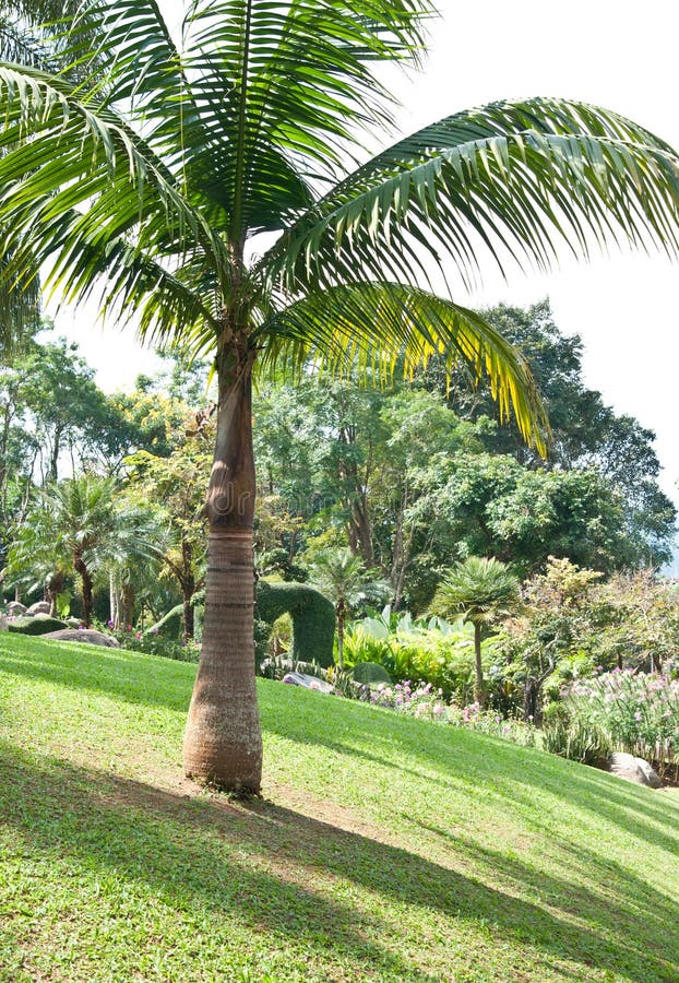 Coconut tree stock image. Image of outdoor, colorful - 22225195
