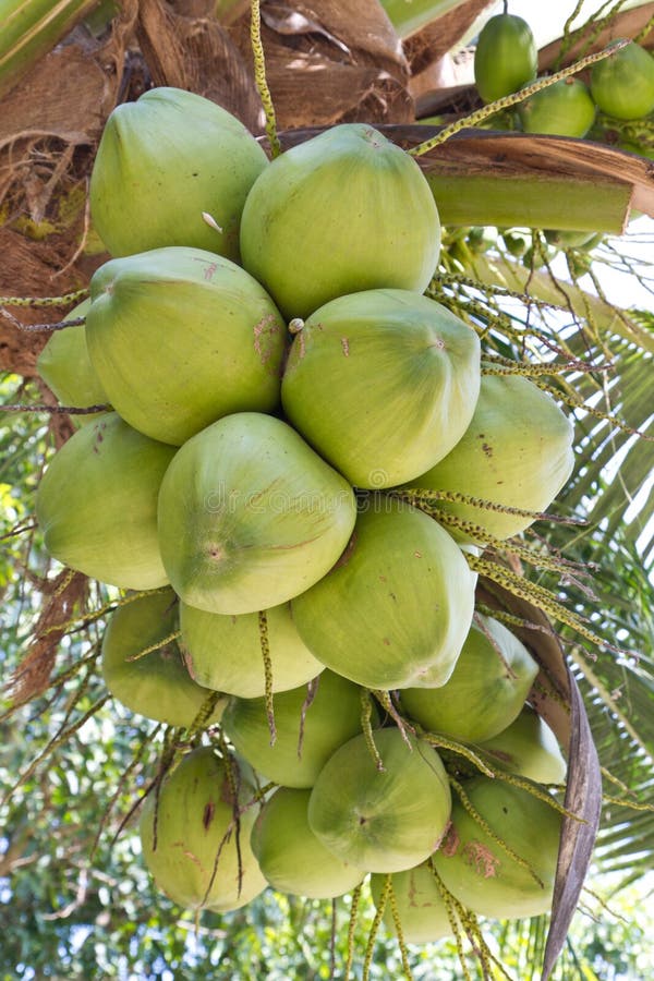 Coconut stock photo. Image of tropical, tree, bunch, plant - 24032