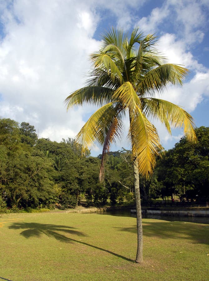 Coconut tree stock image. Image of water, fruit, garden - 2400091