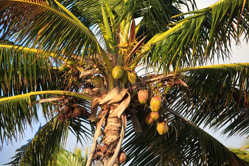 Coconut tree. stock photo. Image of cuba, coconut, tropical - 25426518