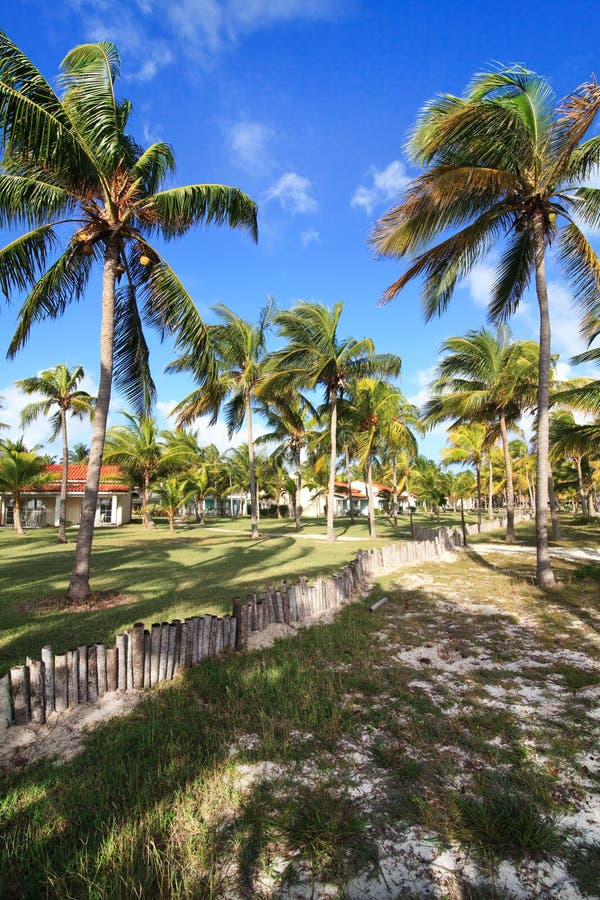 Coconut tree. stock photo. Image of cuba, coconut, tropical - 25426518