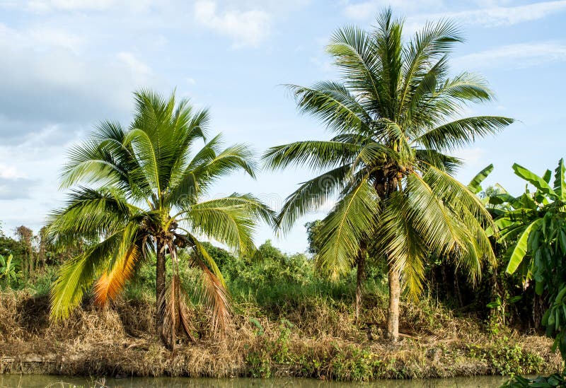 Coconut tree orchard stock photo. Image of farm, tropical - 10341358