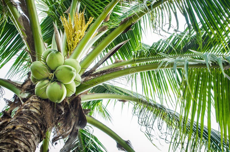 Coconut Tree stock image. Image of hydrate, organic, drink - 19550331