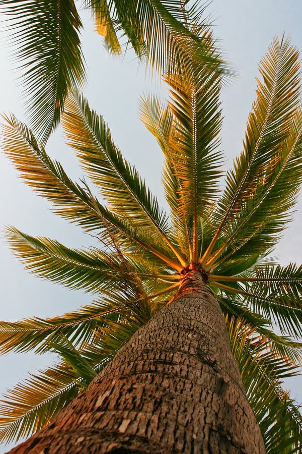 Coconut tree stock photo. Image of tree, bark, boracay - 466742