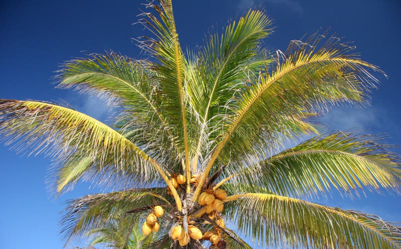Coconut tree stock photo. Image of exotic, scenic, resort - 5102862